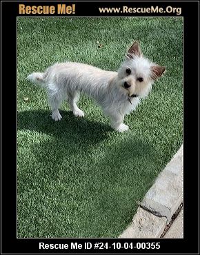 - Texas Yorkie Rescue - ADOPTIONS - Rescue Me!