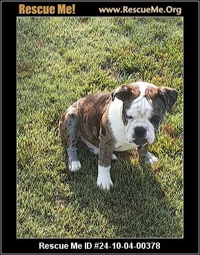 - Colorado Dog Rescue - ADOPTIONS - Rescue Me!