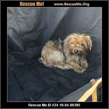 - Texas Yorkie Rescue - ADOPTIONS - Rescue Me!