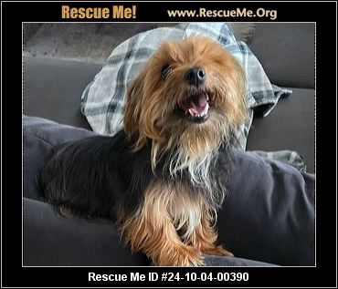 - Texas Yorkie Rescue - ADOPTIONS - Rescue Me!