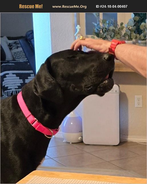 ADOPT 24100400407 ~ Great Dane Rescue ~ Rio Rancho, NM
