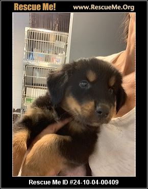 - Colorado Dog Rescue - ADOPTIONS - Rescue Me!