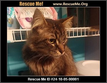 - Washington Cat Rescue - ADOPTIONS - Rescue Me!