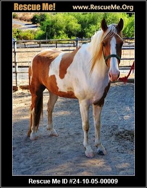 - California Horse Rescue - ADOPTIONS - Rescue Me!