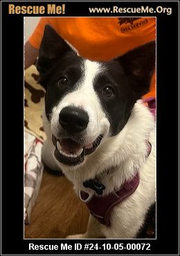 - Georgia Border Collie Rescue - ADOPTIONS - Rescue Me!