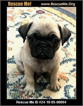 - California Pug Rescue - ADOPTIONS - Rescue Me!
