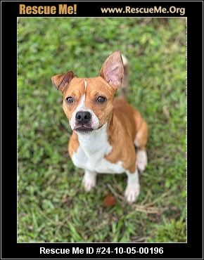 - Florida Jack Russell Rescue - ADOPTIONS - Rescue Me!