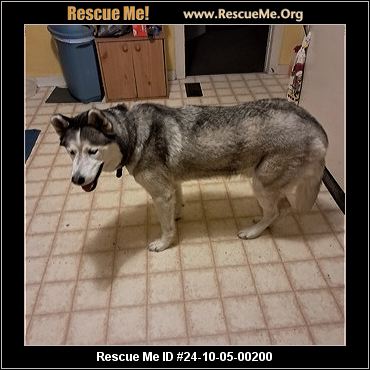 - Ohio Siberian Husky Rescue - ADOPTIONS - Rescue Me!