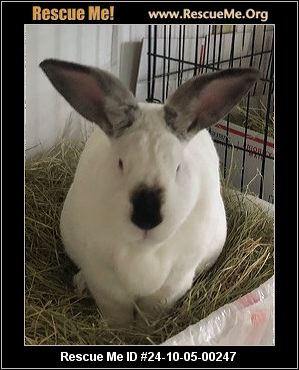 - Texas Rabbit Rescue - ADOPTIONS - Rescue Me!