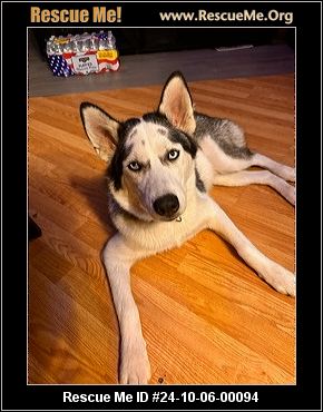 - Michigan Siberian Husky Rescue - ADOPTIONS - Rescue Me!