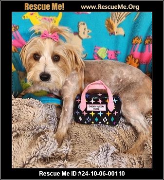 - Arizona Yorkie Rescue - ADOPTIONS - Rescue Me!