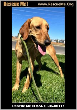 - Colorado Lab Rescue - ADOPTIONS - Rescue Me!