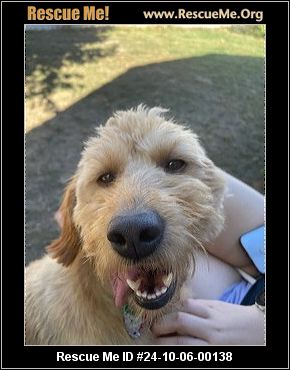 - Pennsylvania Poodle Rescue - ADOPTIONS - Rescue Me!