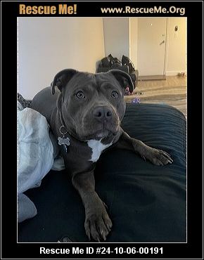 - Colorado Pit Bull Rescue - ADOPTIONS - Rescue Me!