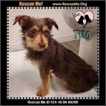 - Arizona Australian Shepherd Rescue - ADOPTIONS - Rescue Me!