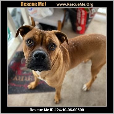 - Arizona Boxer Rescue - ADOPTIONS - Rescue Me!