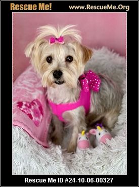 - Colorado Yorkie Rescue - ADOPTIONS - Rescue Me!