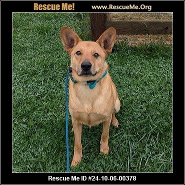 - Pennsylvania German Shepherd Rescue - ADOPTIONS - Rescue Me!