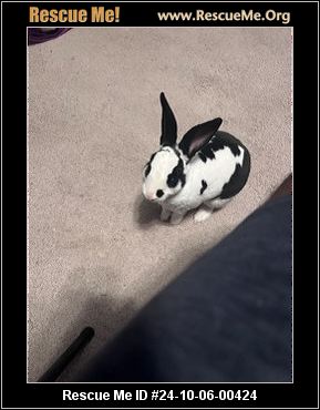 - Virginia Rabbit Rescue - ADOPTIONS - Rescue Me!