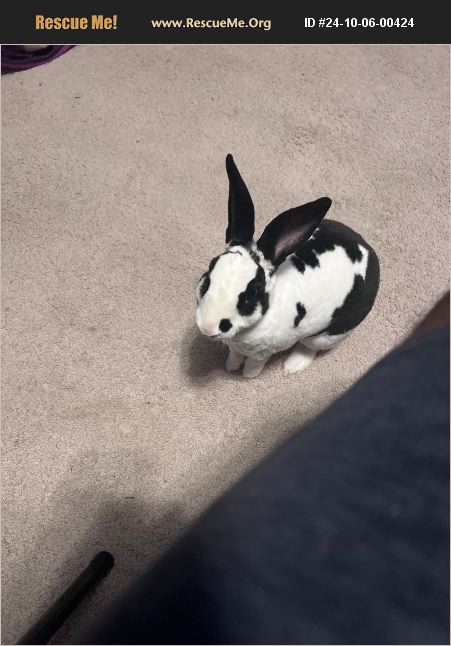 ADOPT 24100600424 ~ Rabbit Rescue ~ Richmond, VA