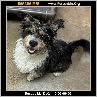 - Oklahoma Dog Rescue - ADOPTIONS - Rescue Me!