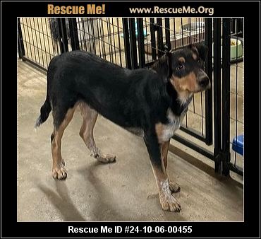 - Oklahoma Dog Rescue - ADOPTIONS - Rescue Me!