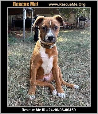 - Oklahoma Dog Rescue - ADOPTIONS - Rescue Me!