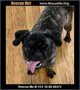- California Pug Rescue - ADOPTIONS - Rescue Me!