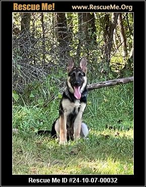 - Indiana German Shepherd Rescue - ADOPTIONS - Rescue Me!