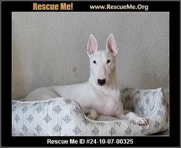 - Arizona Bull Terrier Rescue - ADOPTIONS - Rescue Me!