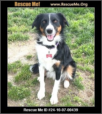 - Delaware Dog Rescue - ADOPTIONS - Rescue Me!