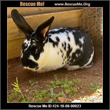 - California Rabbit Rescue - ADOPTIONS - Rescue Me!