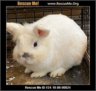 - California Rabbit Rescue - ADOPTIONS - Rescue Me!