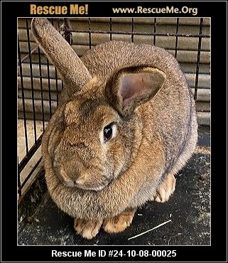 - California Rabbit Rescue - ADOPTIONS - Rescue Me!