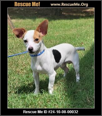 - South Carolina Dog Rescue - ADOPTIONS - Rescue Me!