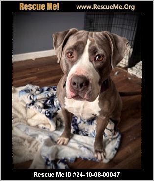 - Colorado Pit Bull Rescue - ADOPTIONS - Rescue Me!