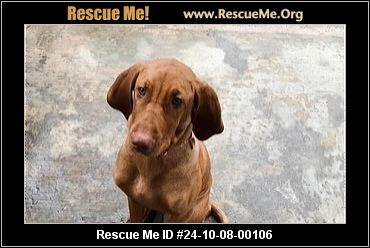 - Texas Vizsla Rescue - ADOPTIONS - Rescue Me!