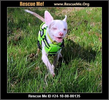 - Rhode Island Dog Rescue - ADOPTIONS - Rescue Me!