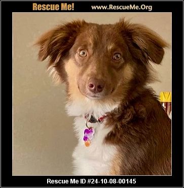 - Colorado Australian Shepherd Rescue - ADOPTIONS - Rescue Me!