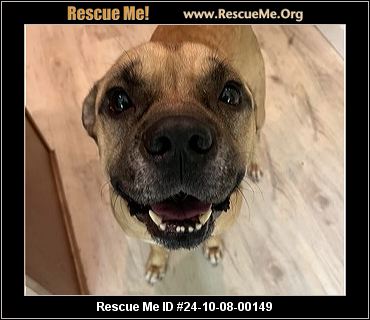 - Florida Black Mouth Cur Rescue - ADOPTIONS - Rescue Me!