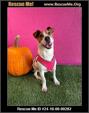 - California Jack Russell Rescue - ADOPTIONS - Rescue Me!