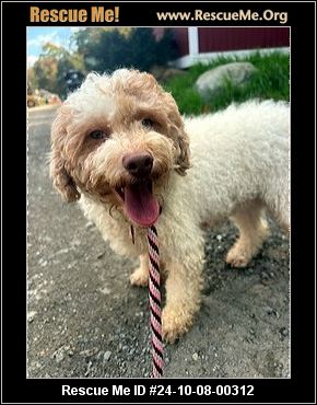 - New York Poodle Rescue - ADOPTIONS - Rescue Me!