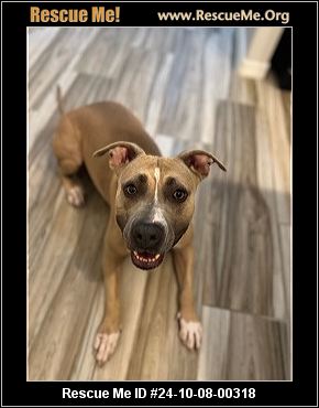 - Arizona Pit Bull Rescue - ADOPTIONS - Rescue Me!