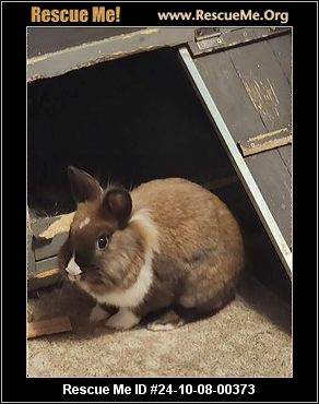 - Illinois Rabbit Rescue - ADOPTIONS - Rescue Me!