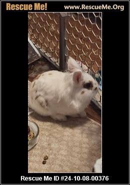 - Illinois Rabbit Rescue - ADOPTIONS - Rescue Me!