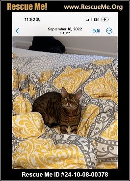 - Michigan Cat Rescue - ADOPTIONS - Rescue Me!