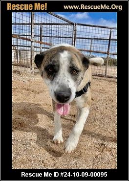 - New Mexico Dog Rescue - ADOPTIONS - Rescue Me!