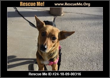 - Fur-get Me Not Canine Rescue - Albuquerque, NM - AVAILABLE PETS