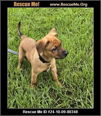 - Florida Boxer Rescue - ADOPTIONS - Rescue Me!