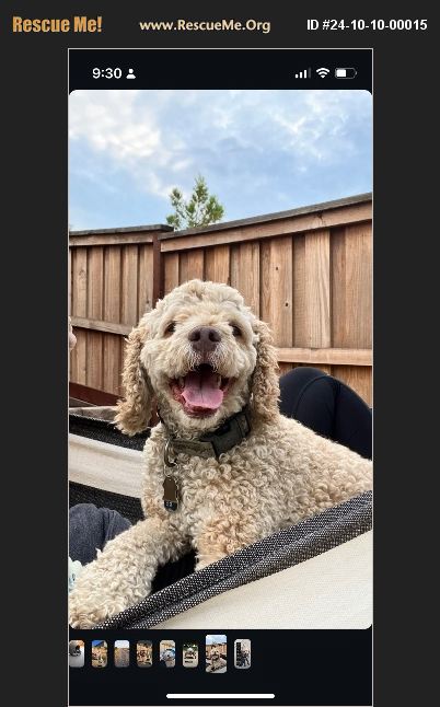ADOPT 24101000015 ~ Cockapoo Rescue ~ Manteca, CA